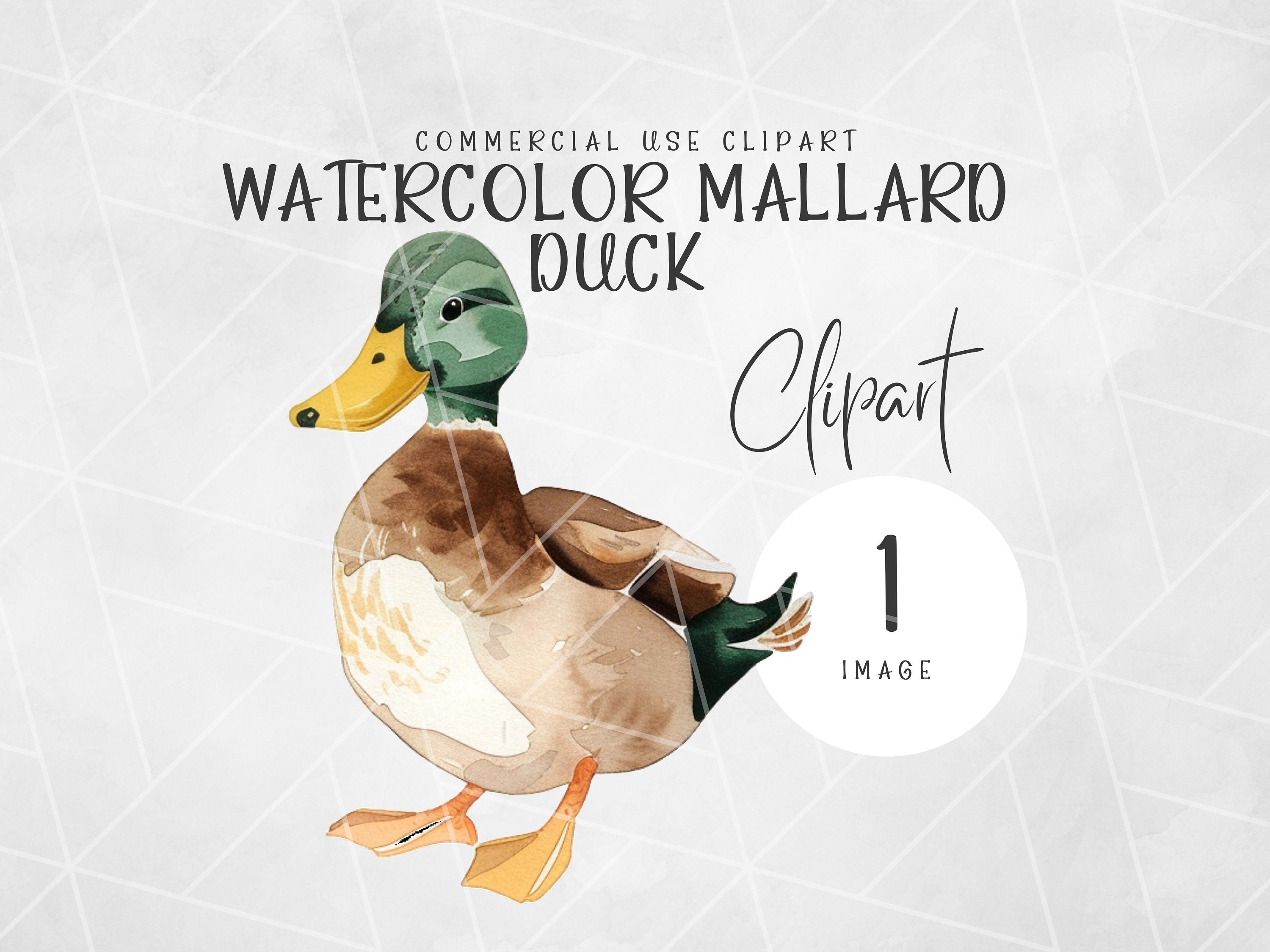 Watercolor Mallard Duck Clipart, PNG Digital Illustration Bundle, for ...