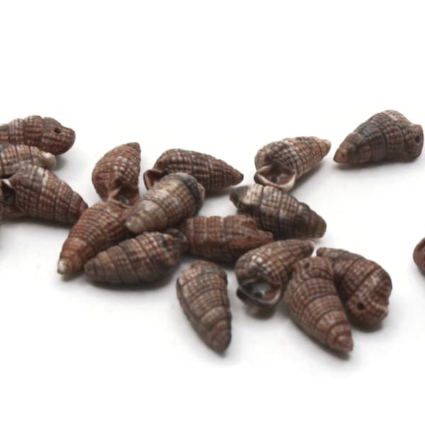 Flat Spiral Shells - Etsy