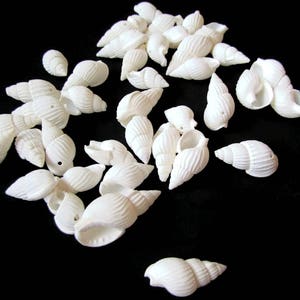 40 White Shell Beads 17mm to 27mm Spiral Seashell Beads Natural Beads ...