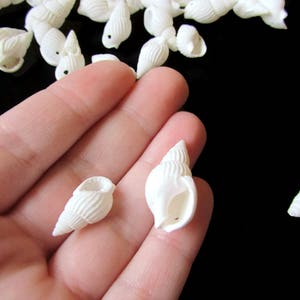 40 White Shell Beads 17mm to 27mm Spiral Seashell Beads Natural Beads ...