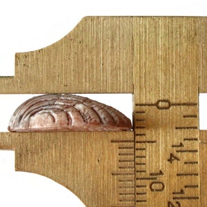 12 18mm Brown Plastic Shell Beads Oyster Shell Beads Jewelry Making ...