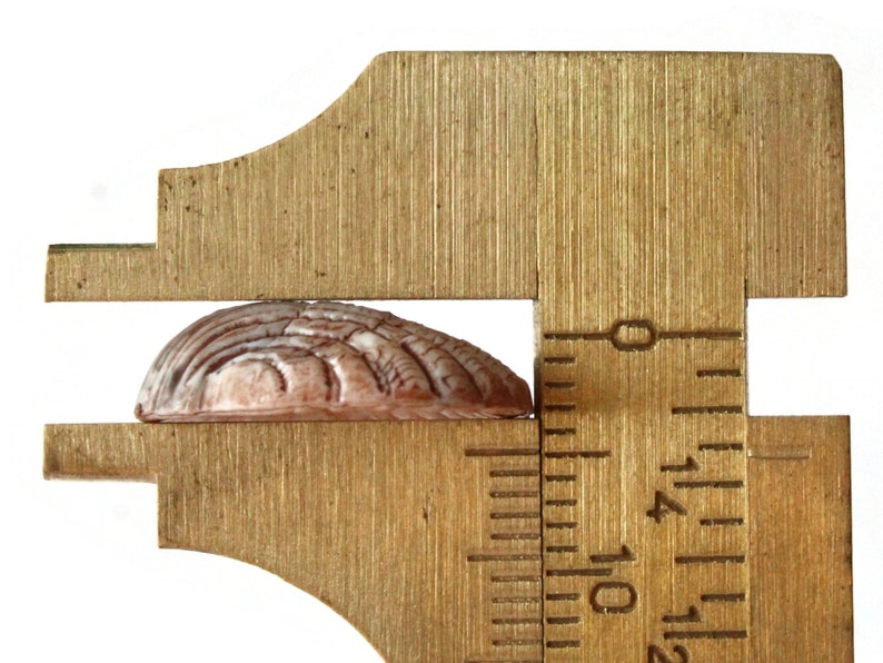 12 18mm Brown Plastic Shell Beads Oyster Shell Beads Jewelry | Etsy