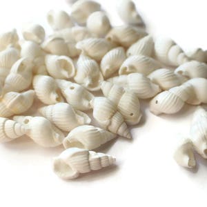 40 White Shell Beads 17mm to 27mm Spiral Seashell Beads Natural Beads ...