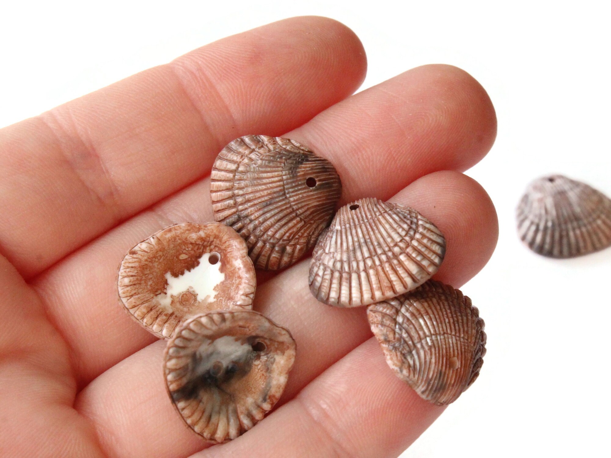 12 18mm Brown Plastic Shell Beads Oyster Shell Beads Jewelry | Etsy