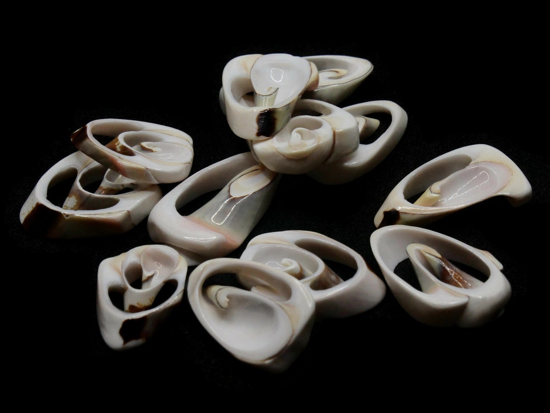 12 23mm to 30mm Sliced Shell Pendant Spiral Slice Beads Large - Etsy