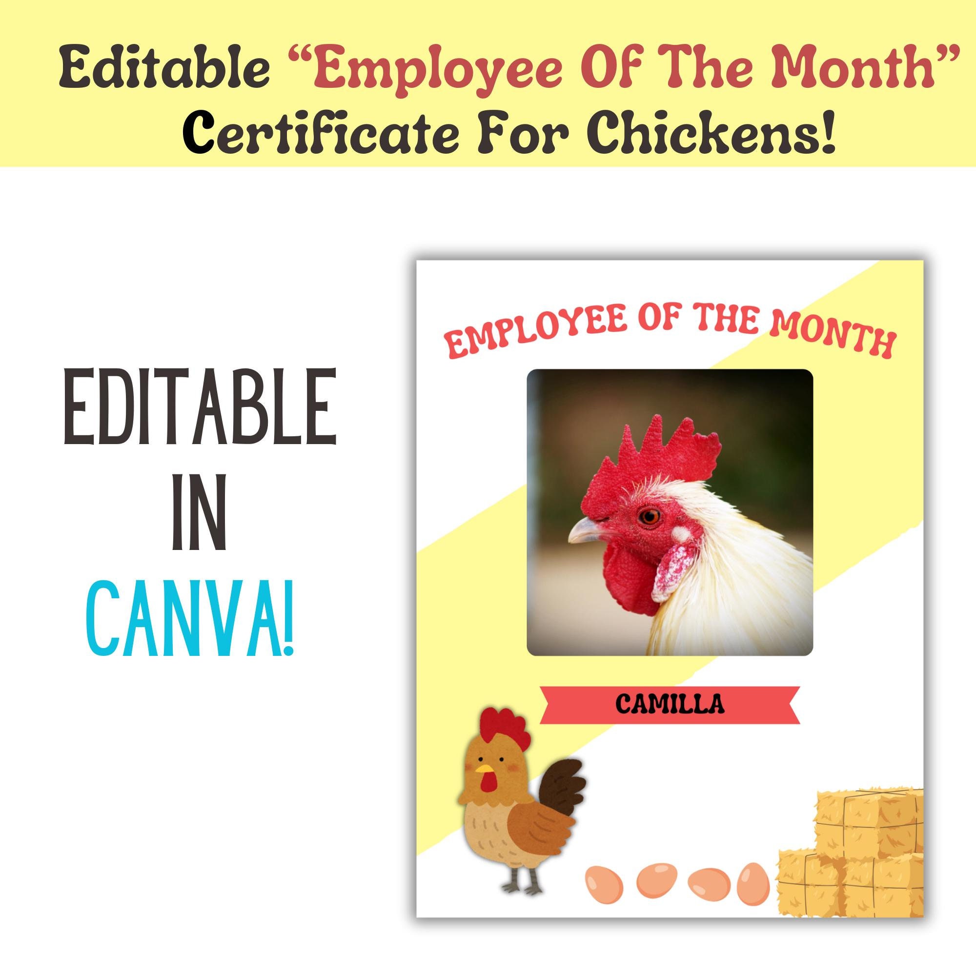 Editable Employee of the Month Certificate for Chickens, Canva Template ...