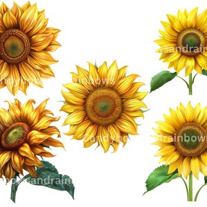 Vibrant Sunflowers Clipart - 30 PNG Images of Bright Sunflowers and ...