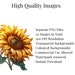 Vibrant Sunflowers Clipart - 30 PNG Images of Bright Sunflowers and ...