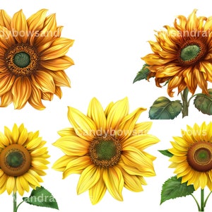 Vibrant Sunflowers Clipart - 30 PNG Images of Bright Sunflowers and ...