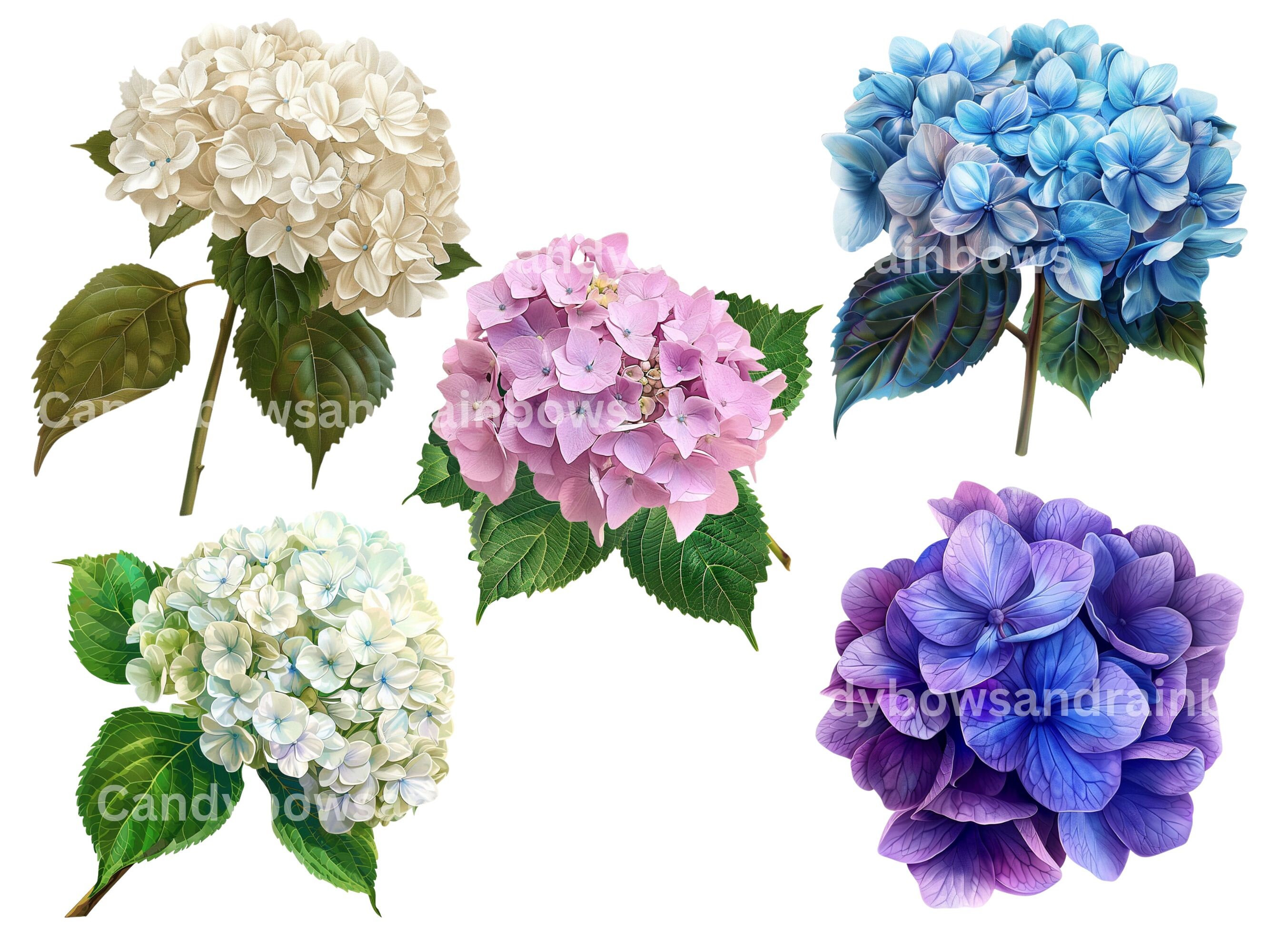 Beautiful Hydrangea Flower Clipart 30 PNG Images of Hydrangea Flowers ...