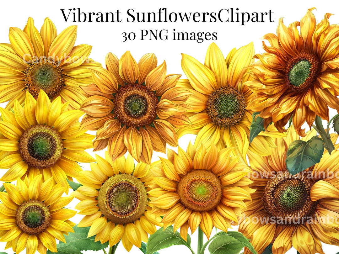 Vibrant Sunflowers Clipart - 30 PNG Images of Bright Sunflowers and ...
