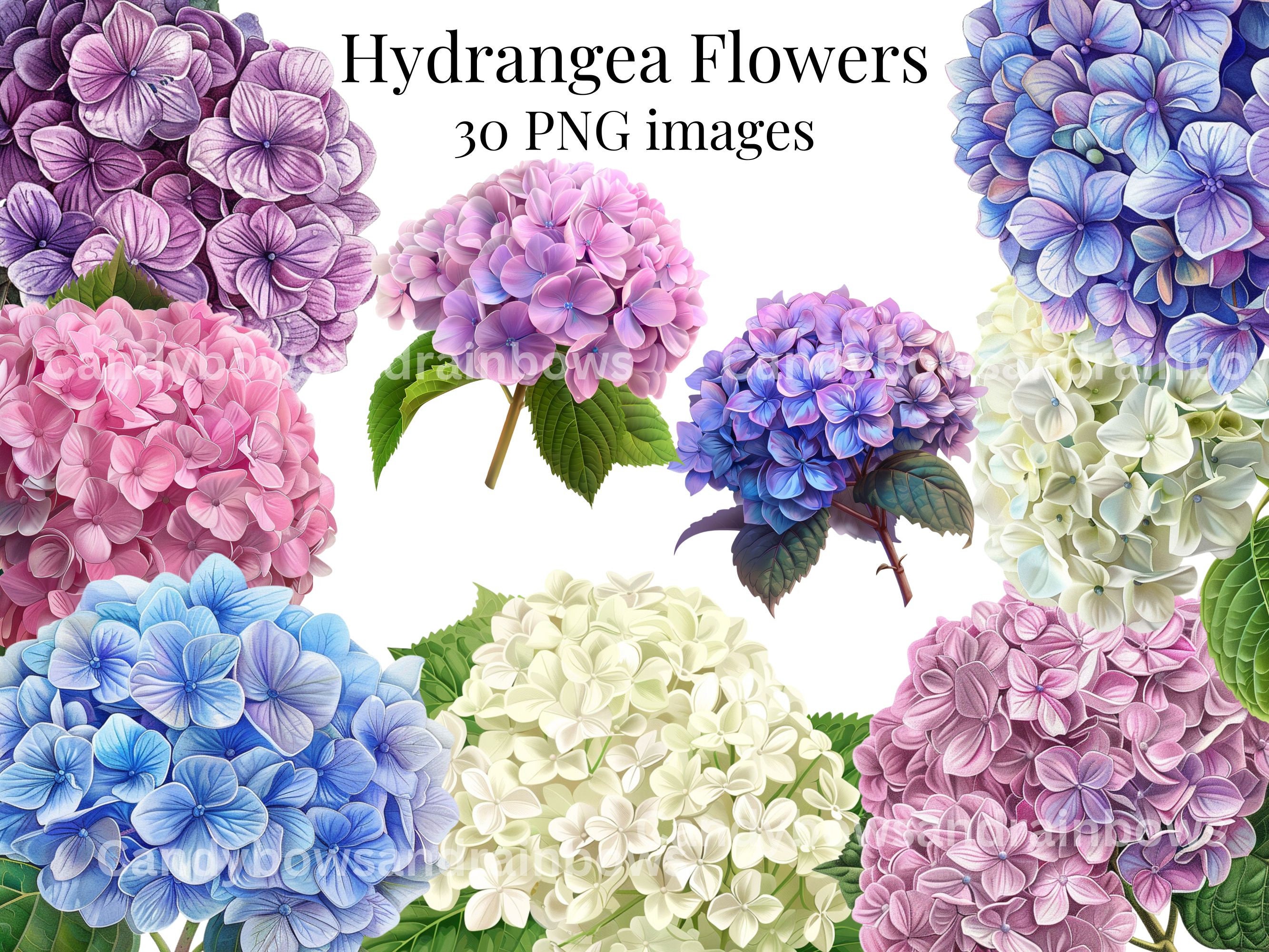 Beautiful Hydrangea Flower Clipart - 30 PNG Images of Hydrangea Flowers ...