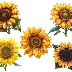 Vibrant Sunflowers Clipart - 30 PNG Images of Bright Sunflowers and ...