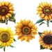 Vibrant Sunflowers Clipart - 30 PNG Images of Bright Sunflowers and ...