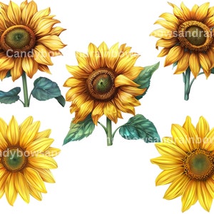 Vibrant Sunflowers Clipart - 30 PNG Images of Bright Sunflowers and ...