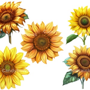 Vibrant Sunflowers Clipart - 30 PNG Images of Bright Sunflowers and ...