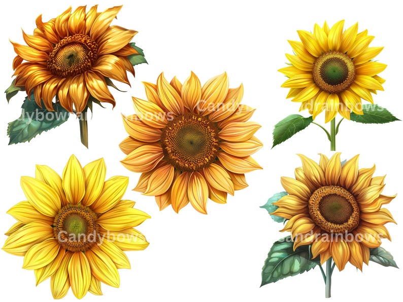 Vibrant Sunflowers Clipart - 30 PNG Images of Bright Sunflowers and ...