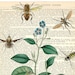 Dictionary Page Print Bees Bugs Flowers Botanical Upcycle Wall Art Book ...