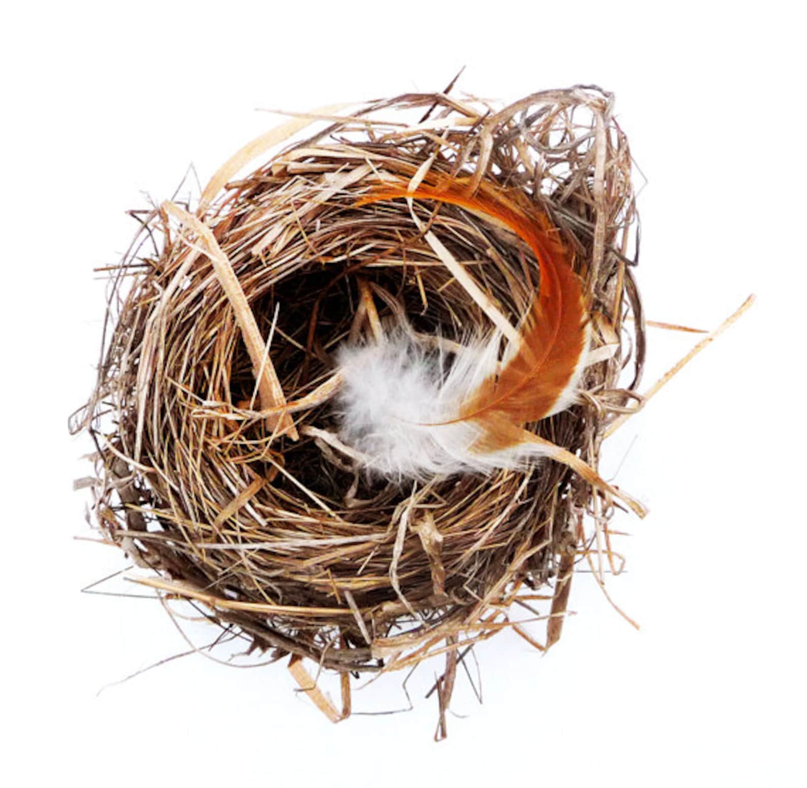 Fine Art Photography Bird Nest Feather Nature Beige Brown Natural - Etsy