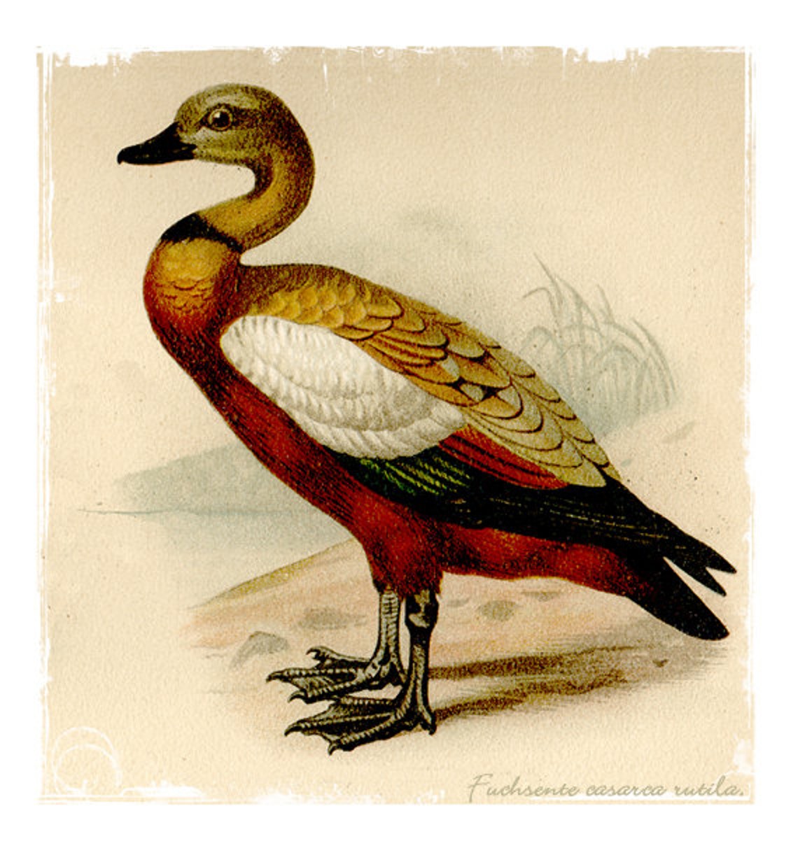 Vintage Wildlife Duck Prints Retro Upcycled Art - Etsy