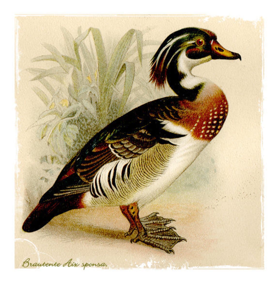 Wildlife Duck Vintage Print Retro Upcycled Wall Art Gift for Him - Etsy