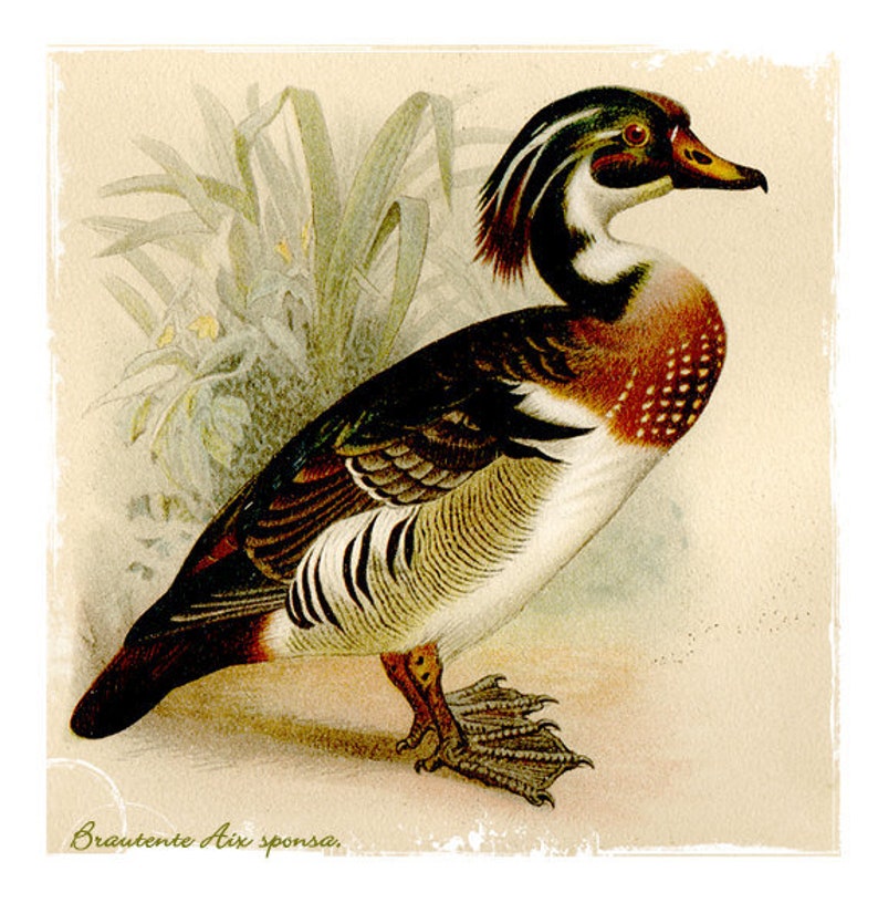 Wildlife Duck Vintage Print Retro Upcycled Wall Art Gift for Him - Etsy