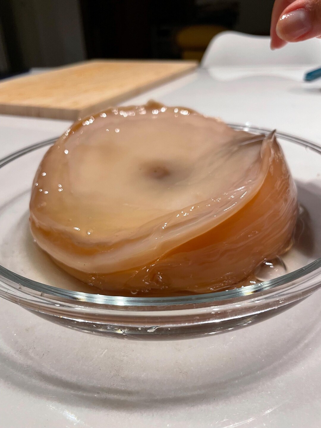 Giant SCOBY for Kombucha – Hand-grown, Mature, and Ready to Ferment ...