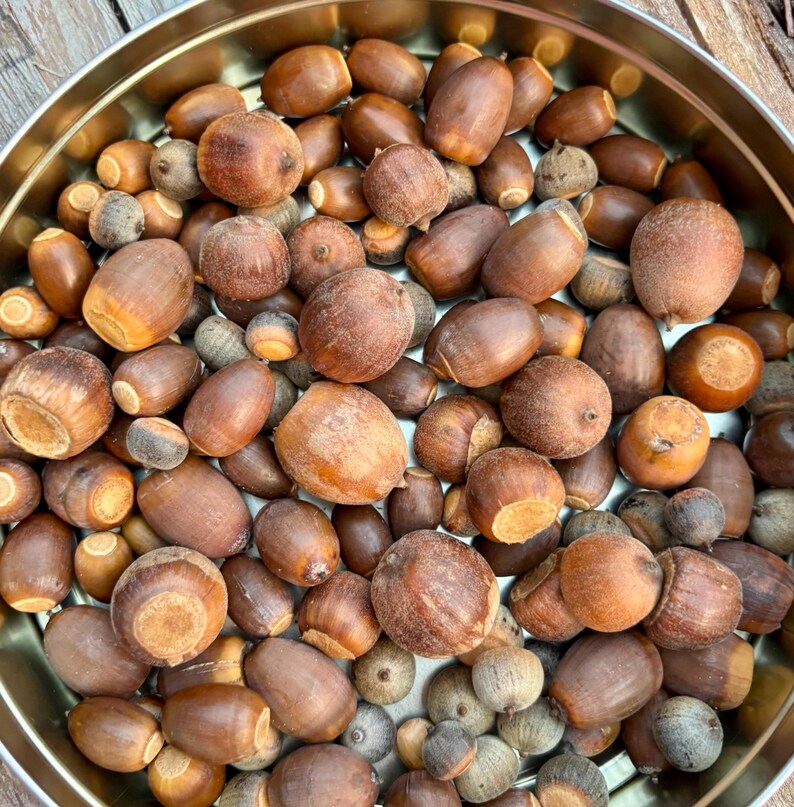 Acorns Wildlife Food Mix 1 Lb Acorns Food for Squirrels, Deer, Wildlife ...