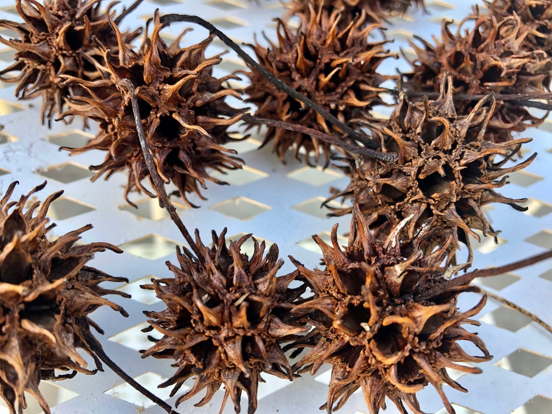 Sweet Gum Balls Sweet Gum Seed Pods Quantity of 50 - Etsy