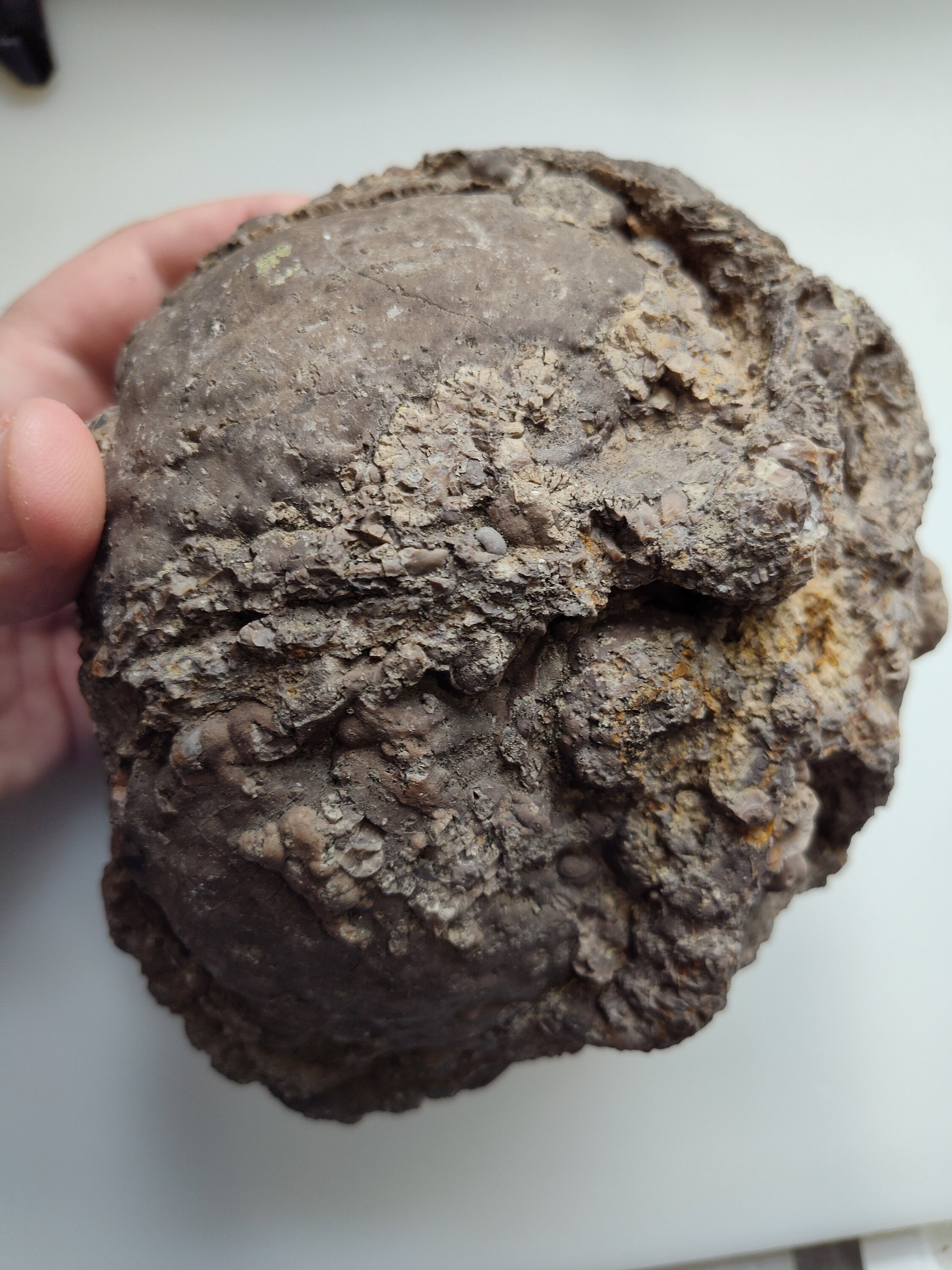 Extra Large Thunder Egg. Uncut - Etsy