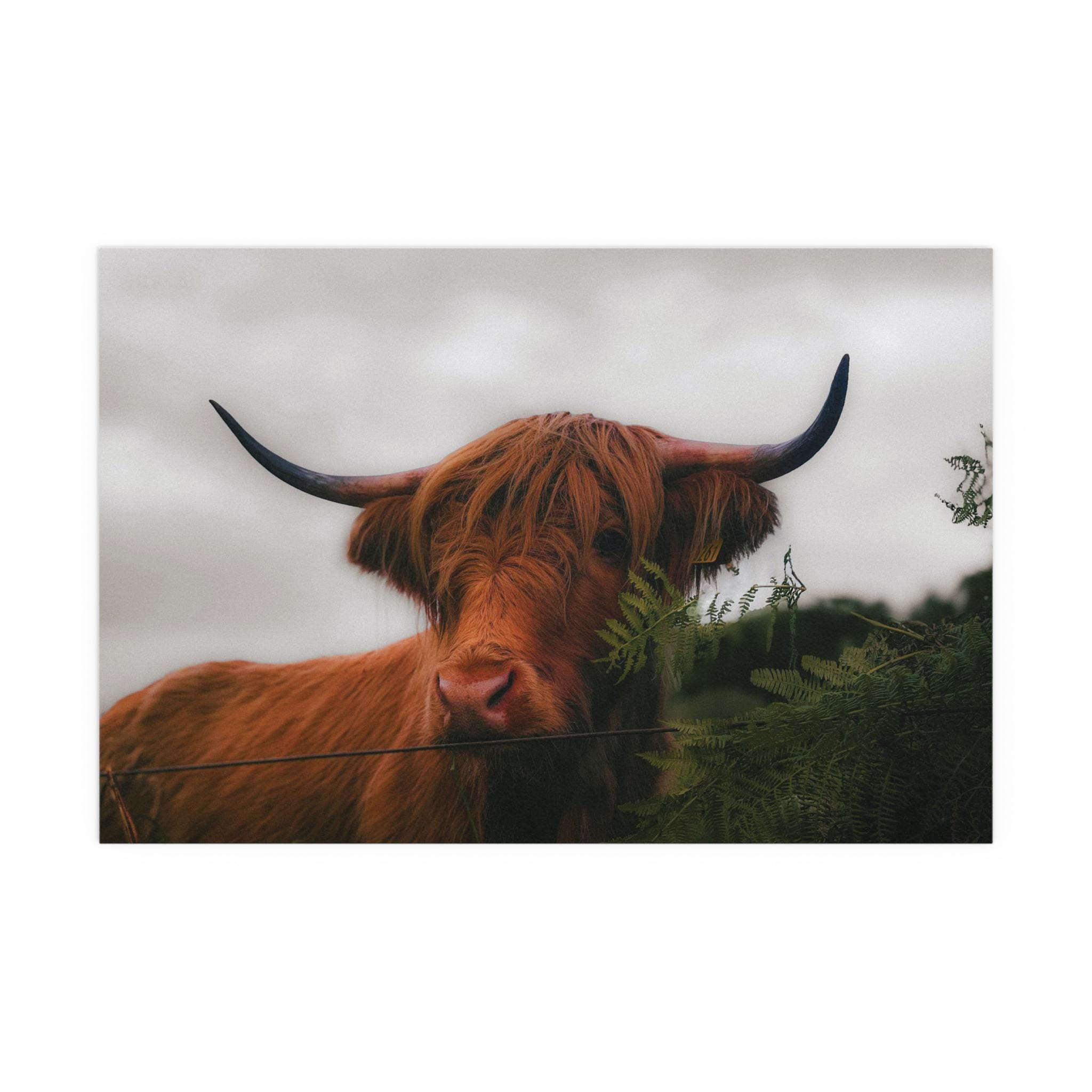 Silk Poster, Highland Cow Silk Poster, Wall Art Prints, Indoor and ...