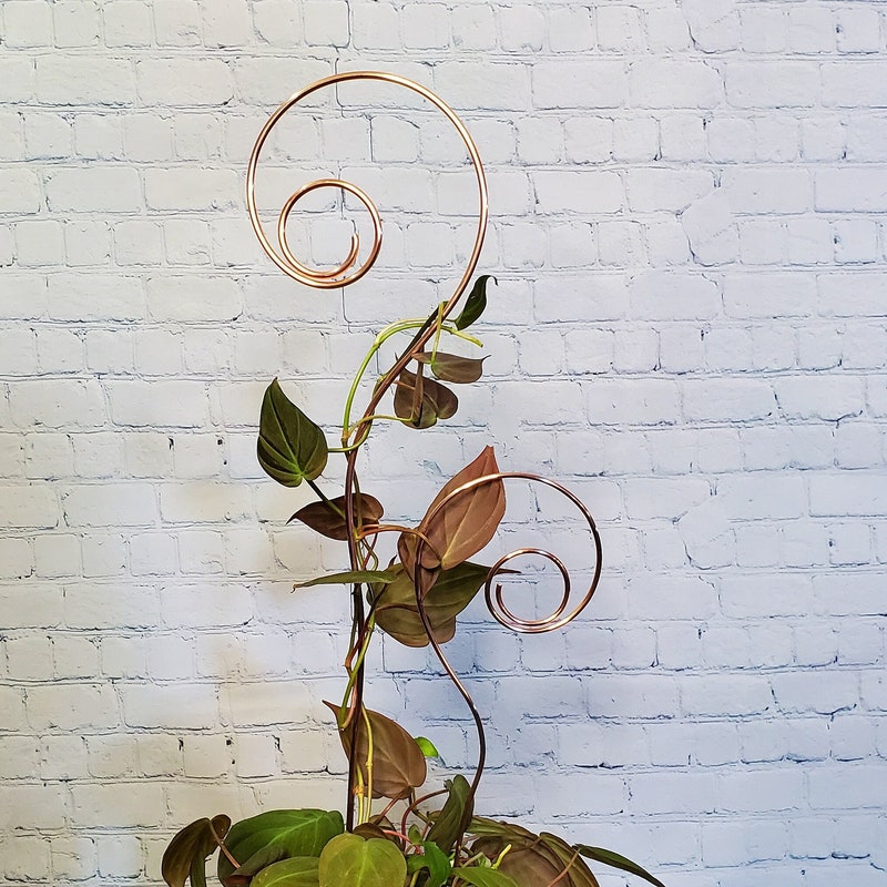 Long Vine Plant Trellis - Etsy