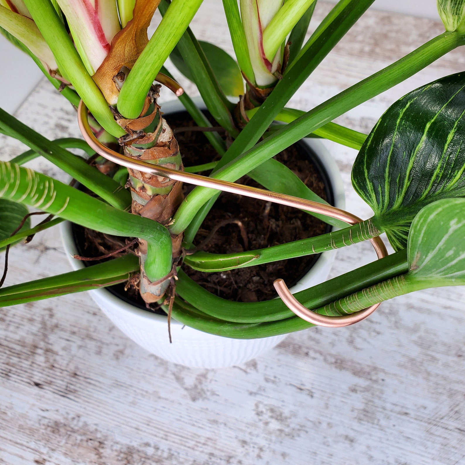 Plant Support Copper Hook, Stem Holder for Leaning Plants, Indoor ...