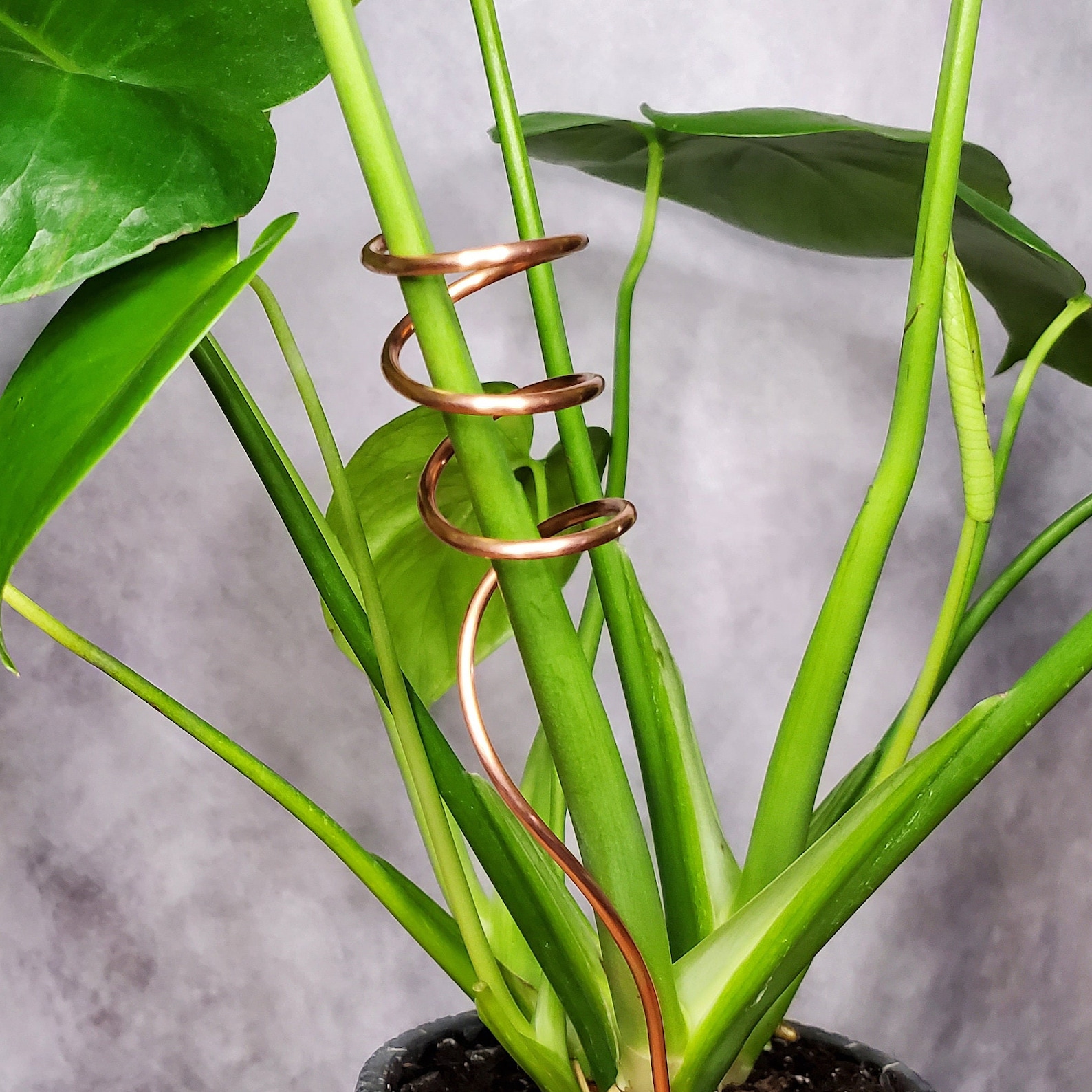 Copper Spiral Plant Stake, Decorative Houseplant Support Stick - Etsy