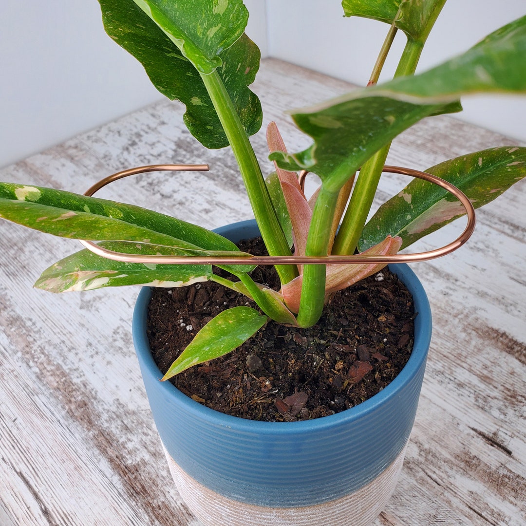 Copper Track Plant Support Stakes for Indoor Pots and Planters ...
