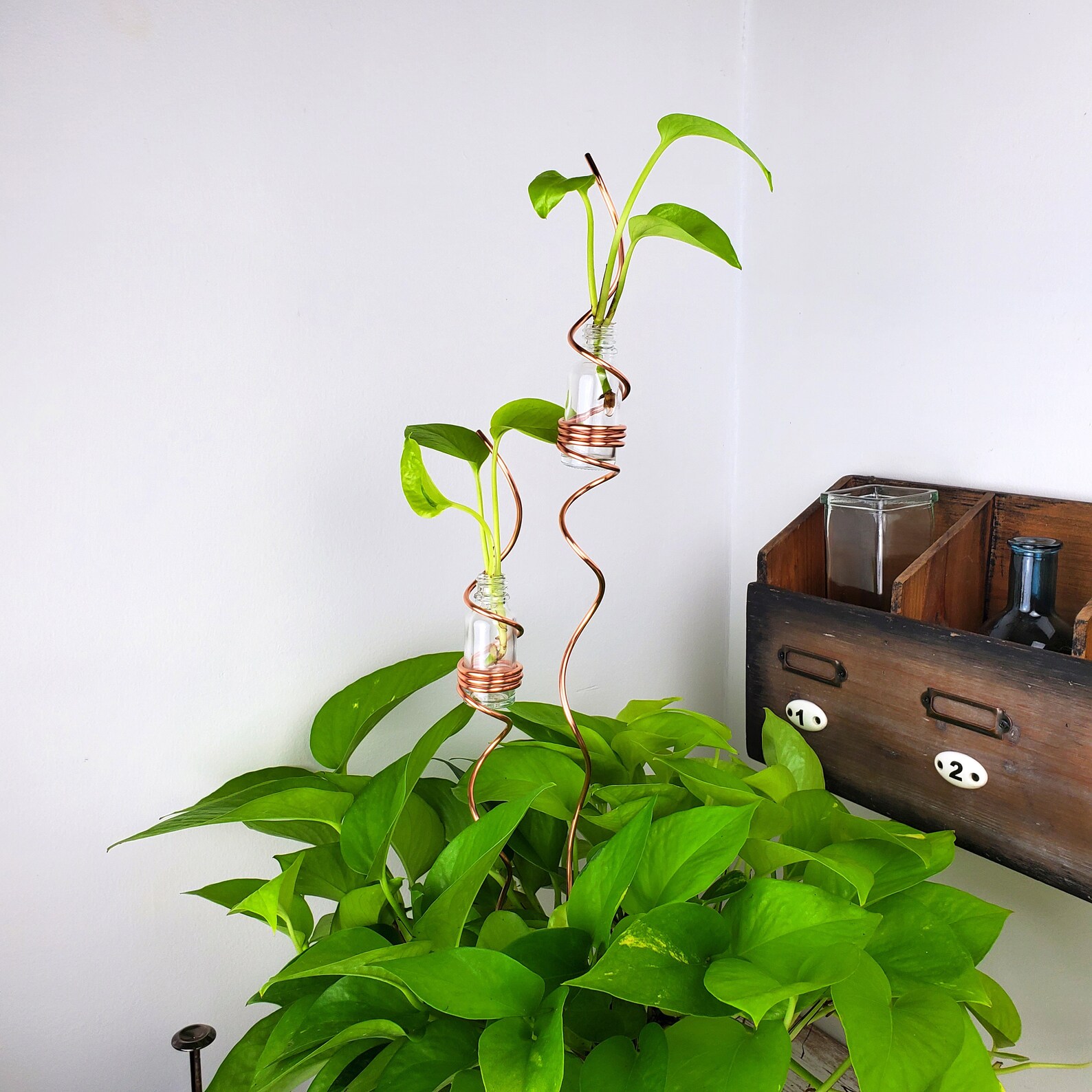 Propagation Station Plant Stake for Pots and Planters, Minimalist and ...