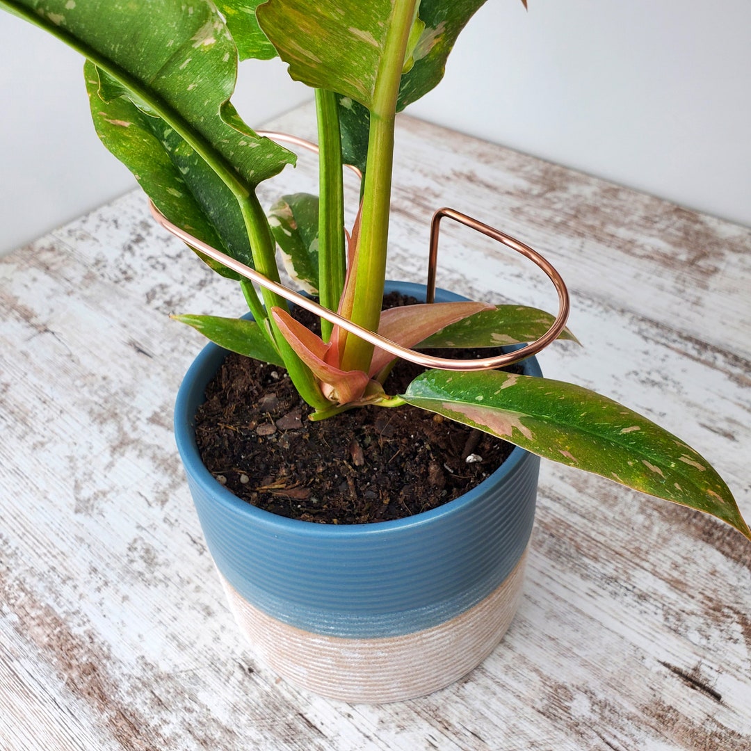Plant Supports, Copper Plant Stakes, Indoor Plant Accessories, Garden ...