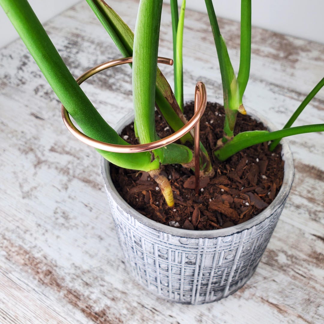 Copper Plant Stakes, Stem Support, Indoor Plant Accessories for Leaning ...
