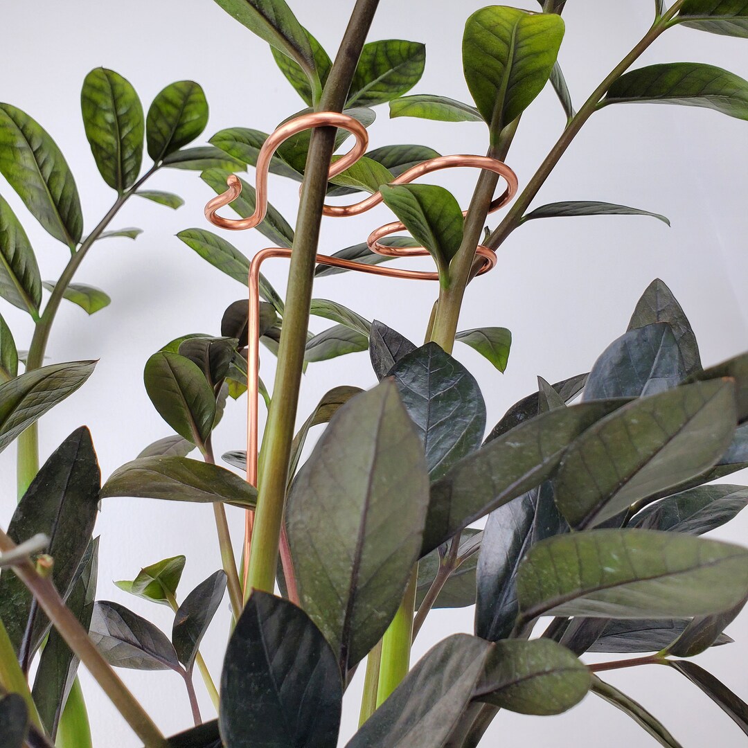 Multiple Stem Plant Support Stake, Copper Plant Stakes, Indoor Garden ...