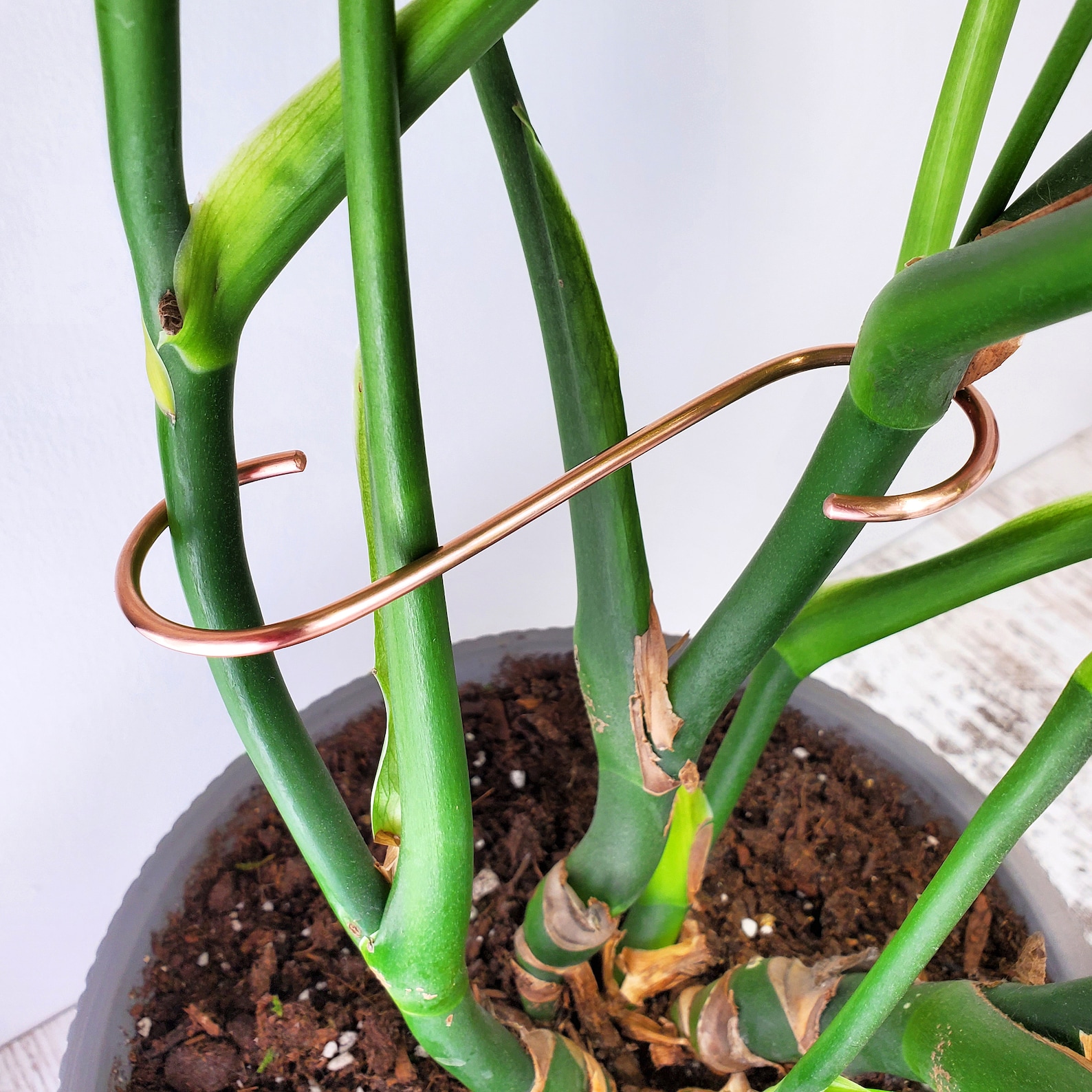 Plant Support Copper Hook, Stem Holder for Leaning Plants, Indoor ...
