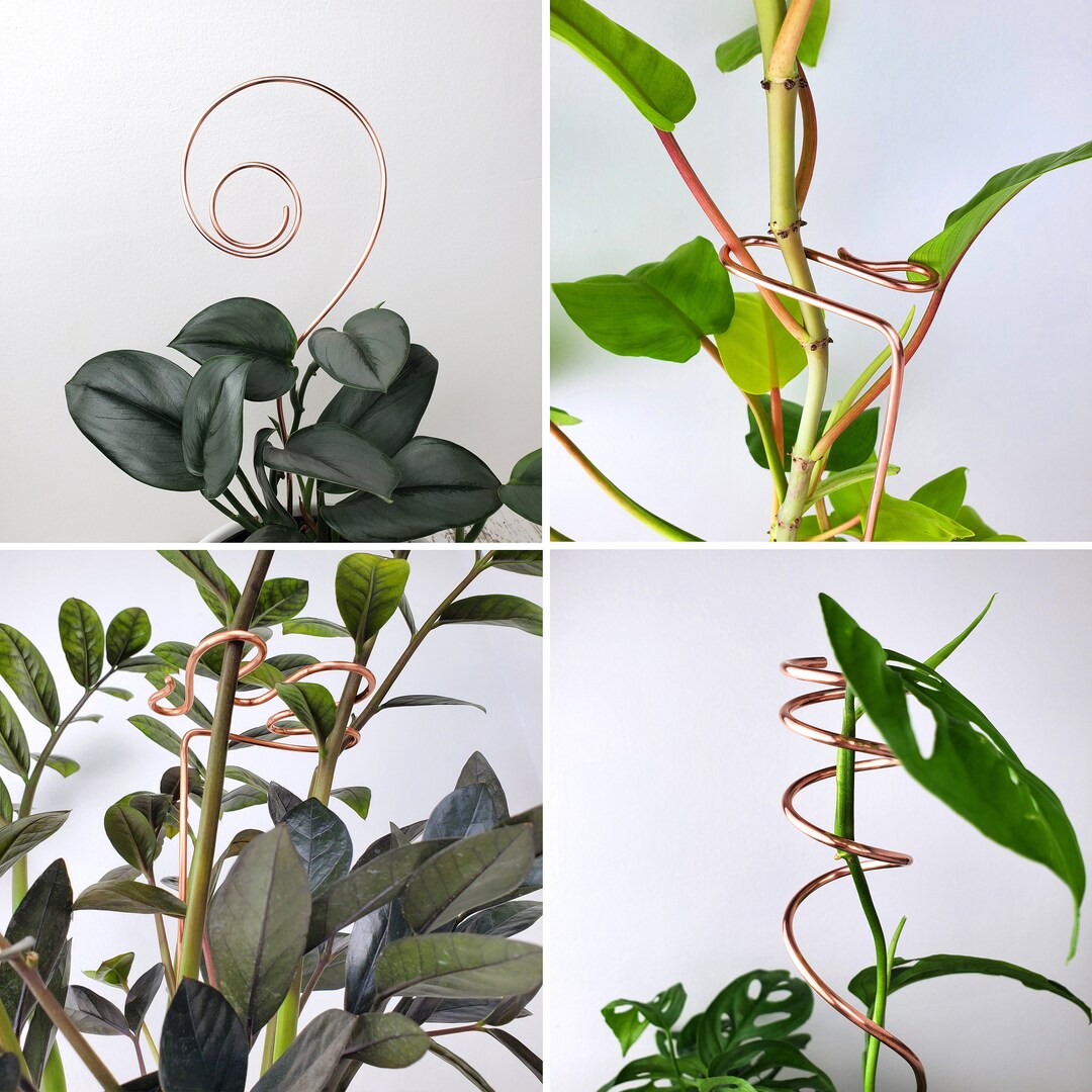 Plant Stakes, Tall Copper Plant Stake, 20 Inch House Plant Support ...