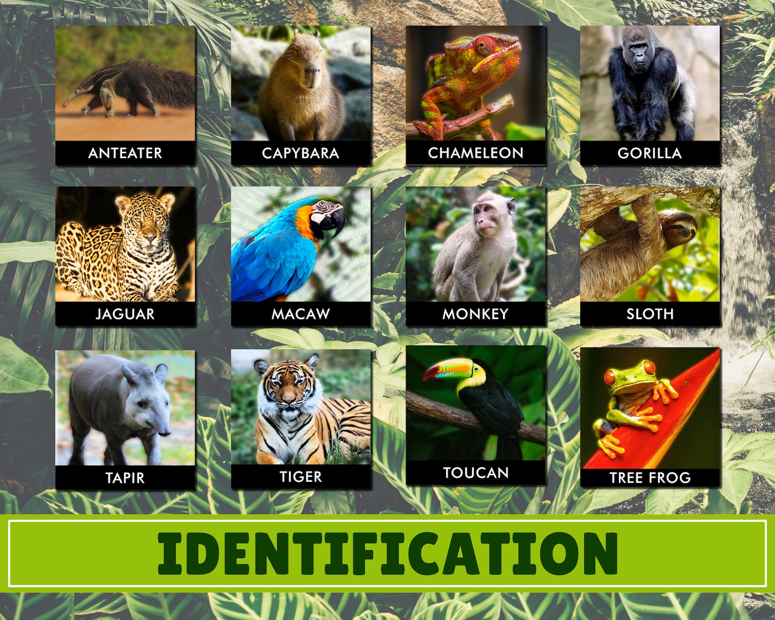 Rainforest Animals Matching Cards | Digital Download | Montessori ...