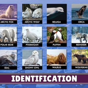 Arctic Animals Matching Cards With Bonus Fun Facts | Digital Download ...