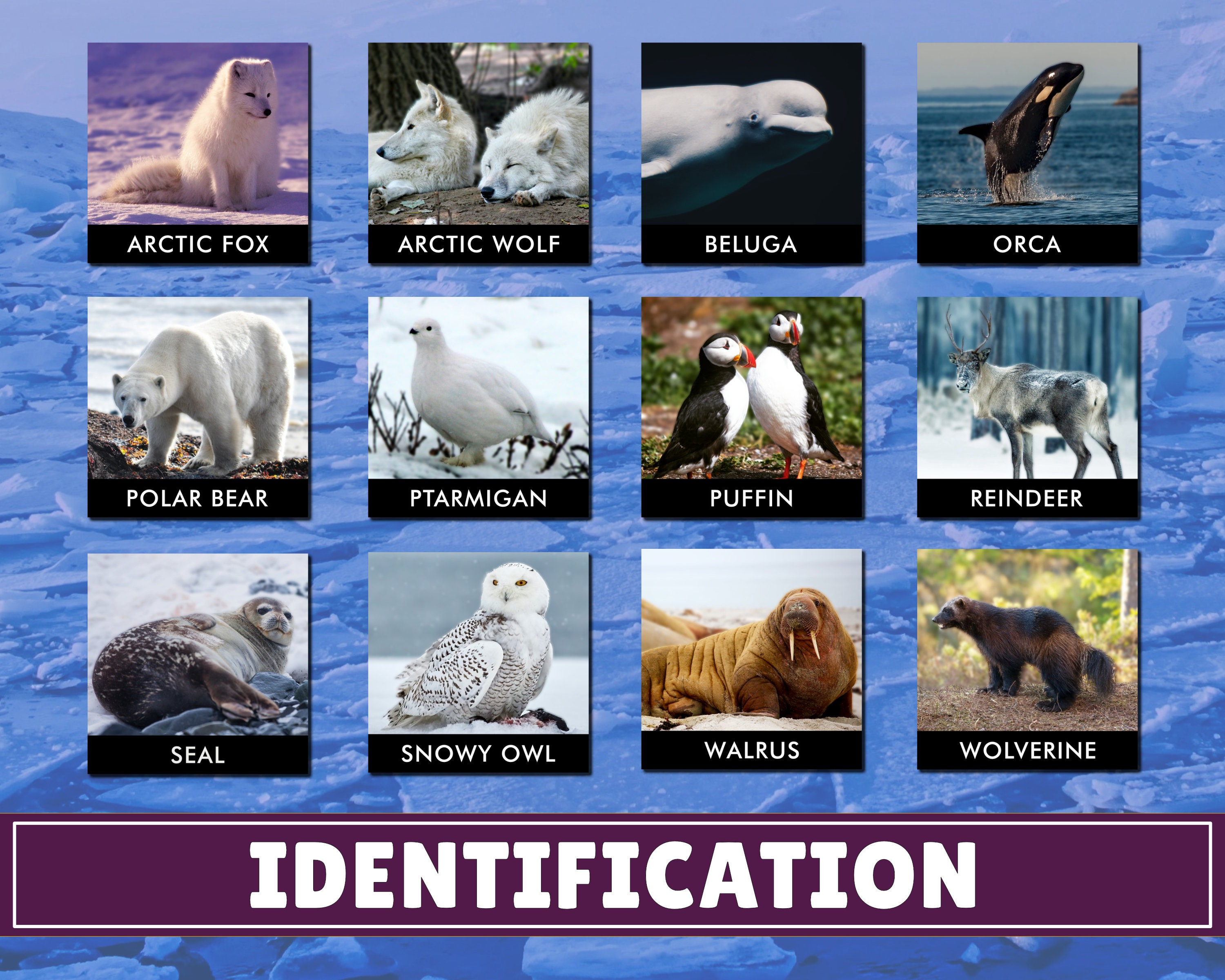 Arctic Animals Matching Cards With Bonus Fun Facts | Digital Download ...