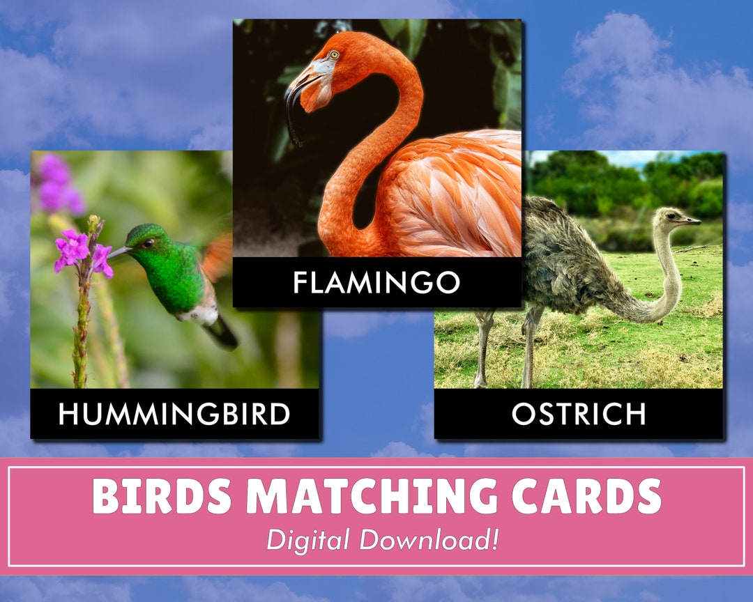 Birds Matching Cards With Bonus Fun Facts | Digital Download ...