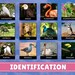 Birds Matching Cards With Bonus Fun Facts Digital Download Montessori ...