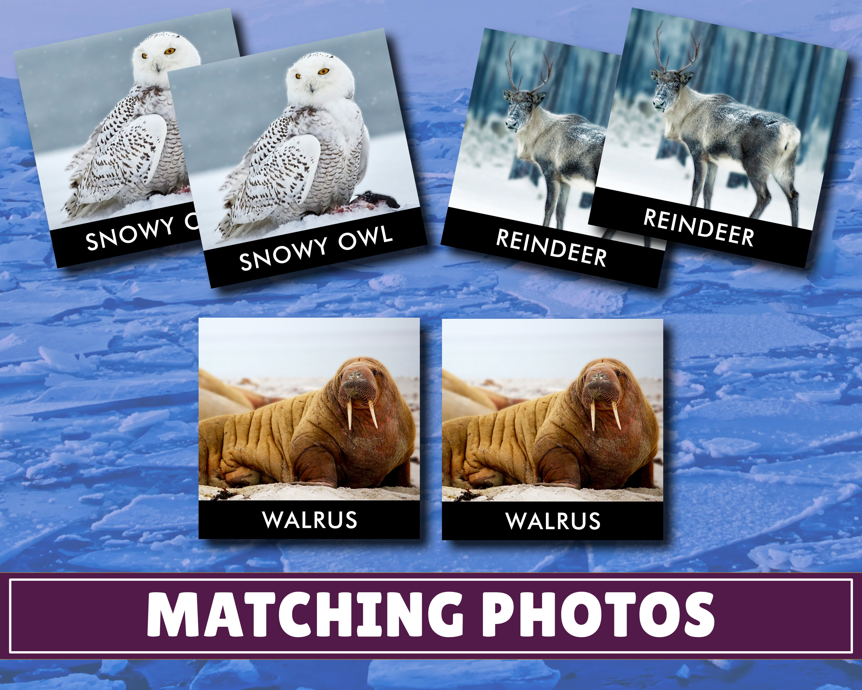 Arctic Animals Matching Cards With Bonus Fun Facts | Digital Download ...