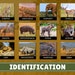Savannah Animals Matching Cards With Bonus Fun Facts | Digital Download ...