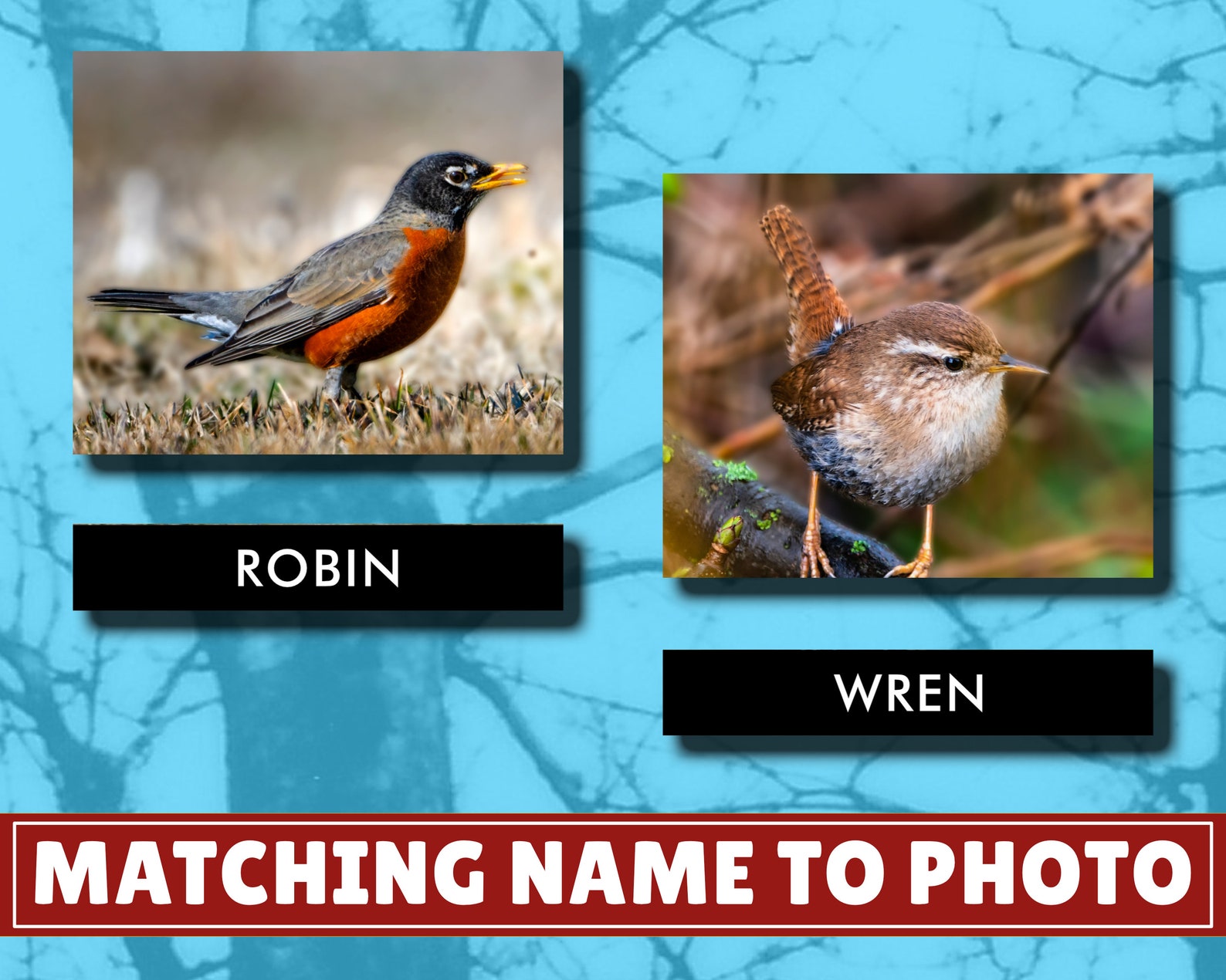 Backyard Birds Matching Cards | Digital Download | Montessori Inspired ...