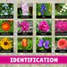 Flowers Matching Cards | Digital Download | Montessori Inspired ...